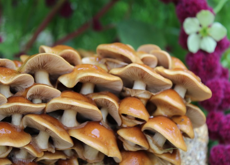 Say hello to Nameko, our favourite for wintry miso soups – forestfungi