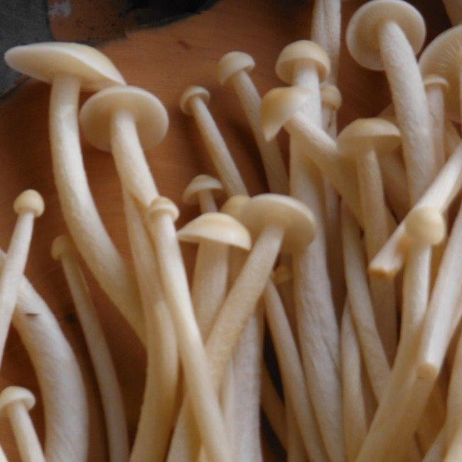 Enoki – forestfungi