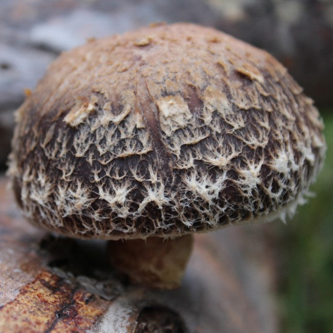 Shiitake Grain Spawn – forestfungi
